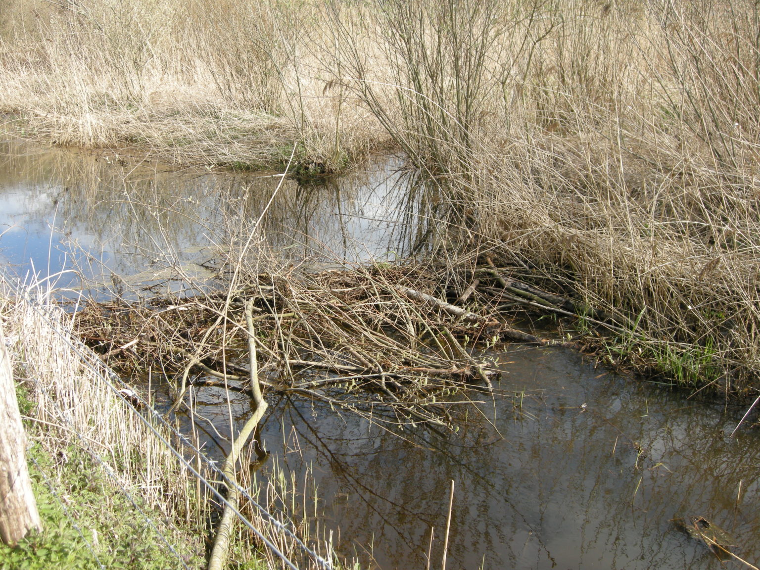 Dritter Biberdamm – www.nabu-selfkant.de