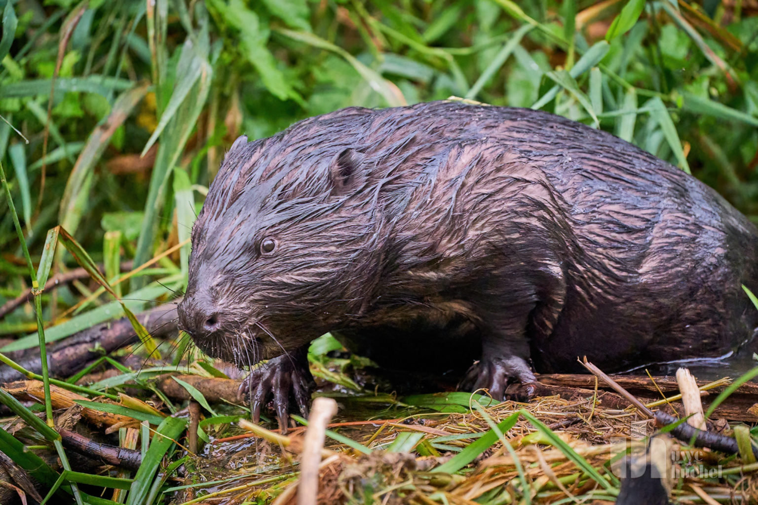 Wildtiere – www.nabu-selfkant.de