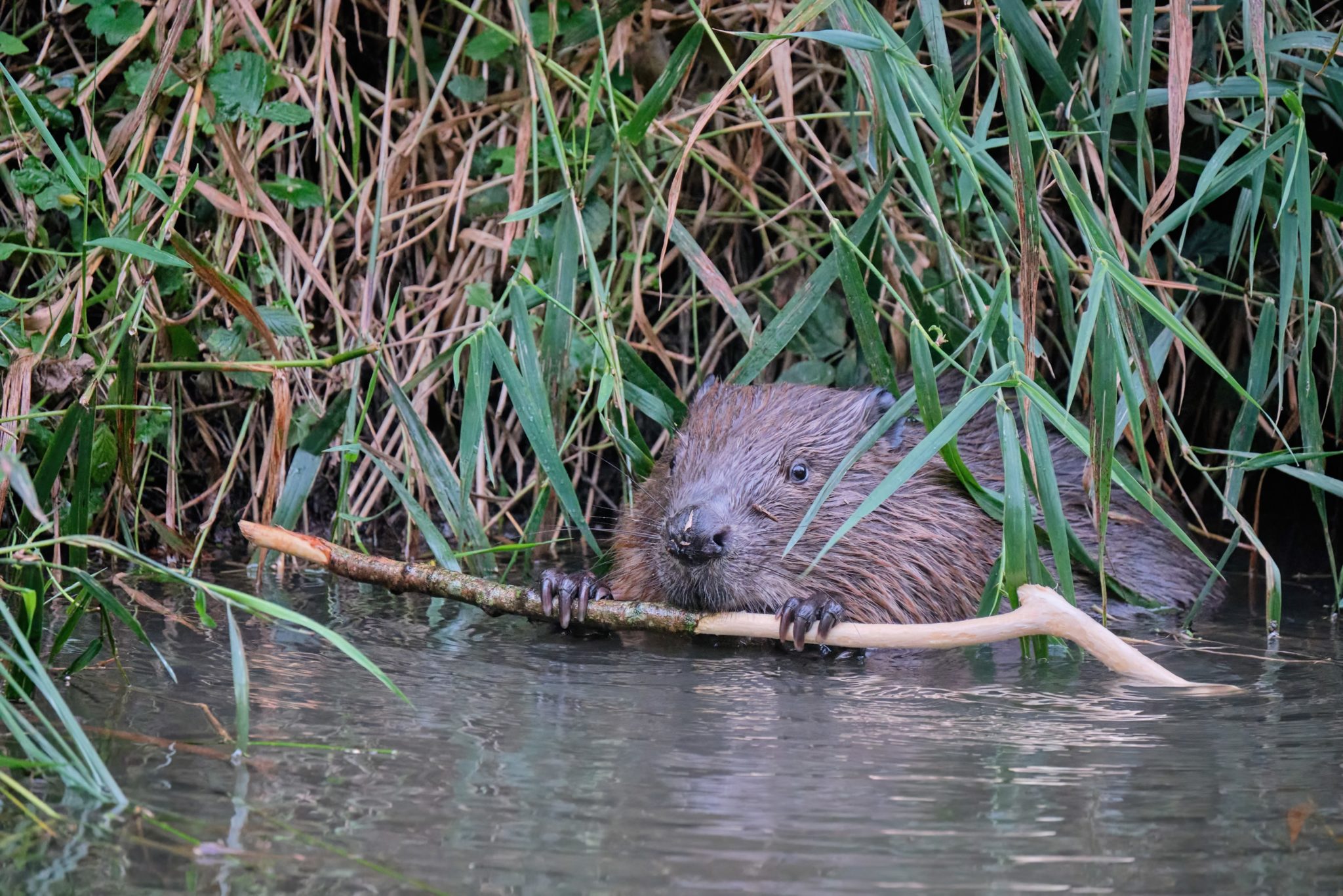 Lösung im Sinne des Bibers – www.nabu-selfkant.de